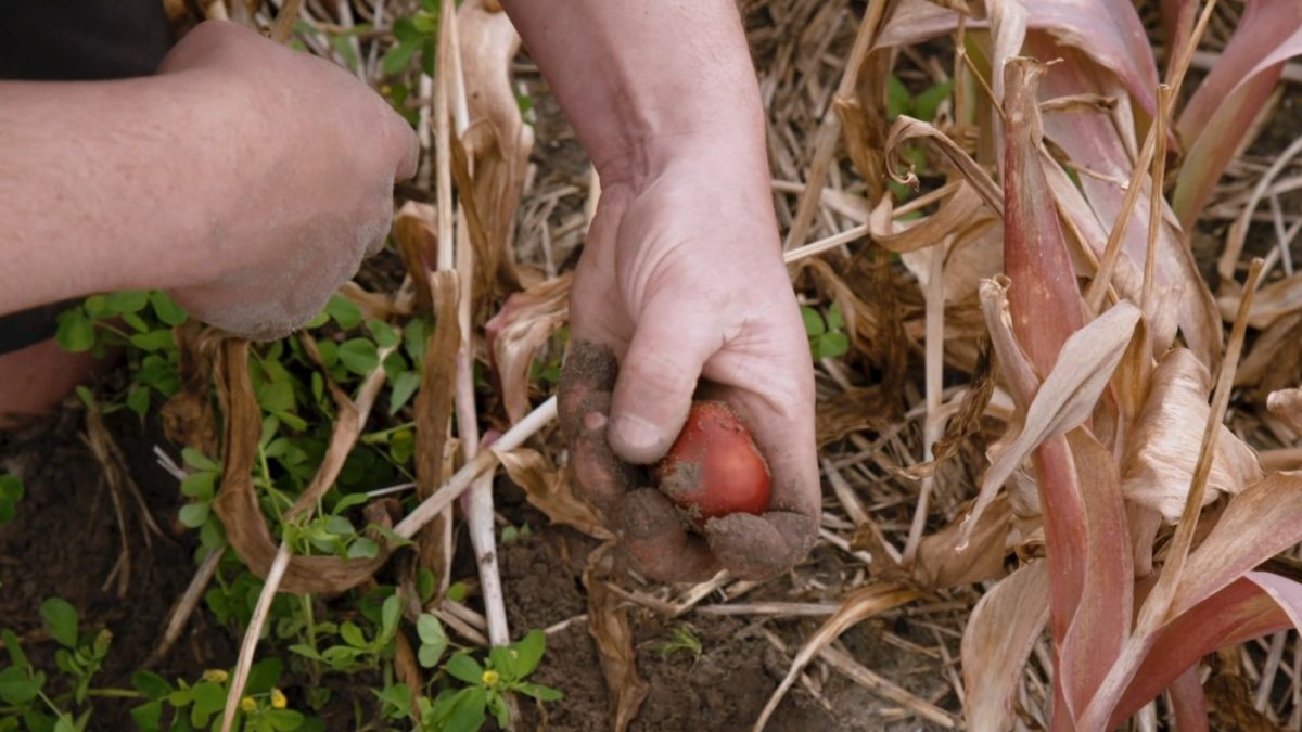 De Ree UK - Blooming Business - Since 1919