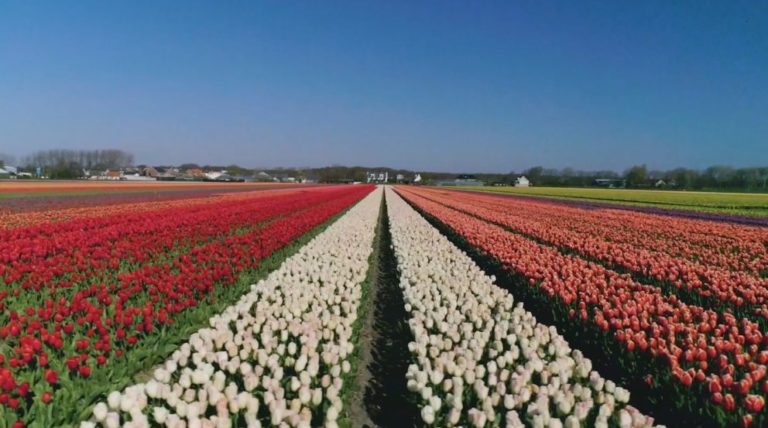 De Ree UK - Blooming Business - Since 1919