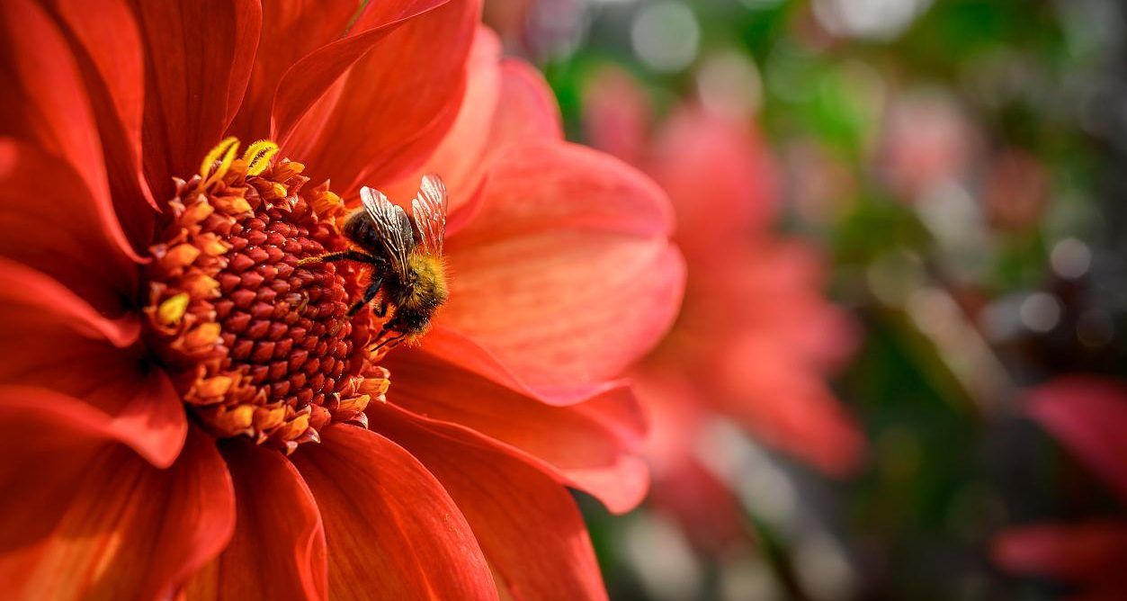 De Ree UK - Blooming Business - Since 1919