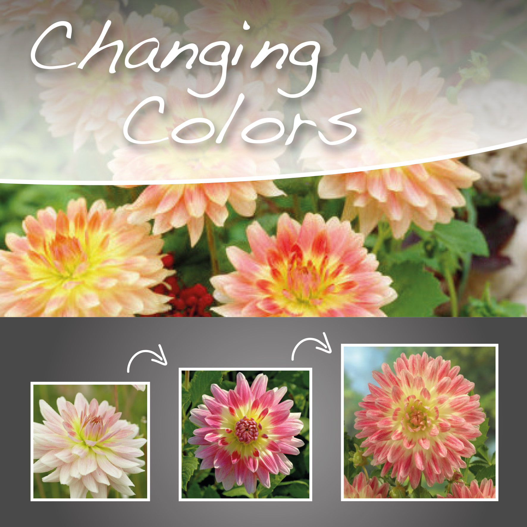 Wholesale - De Ree Holland