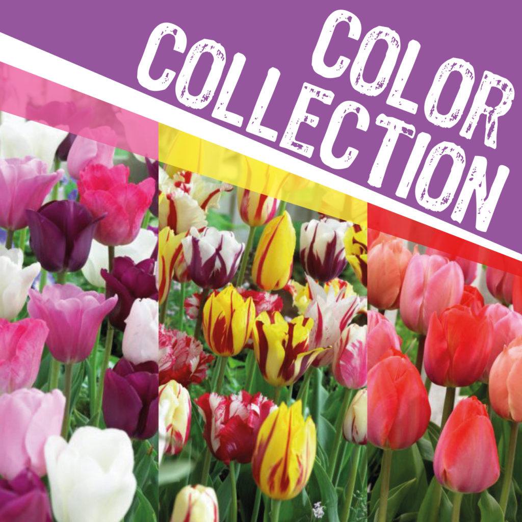 Wholesale - De Ree Holland