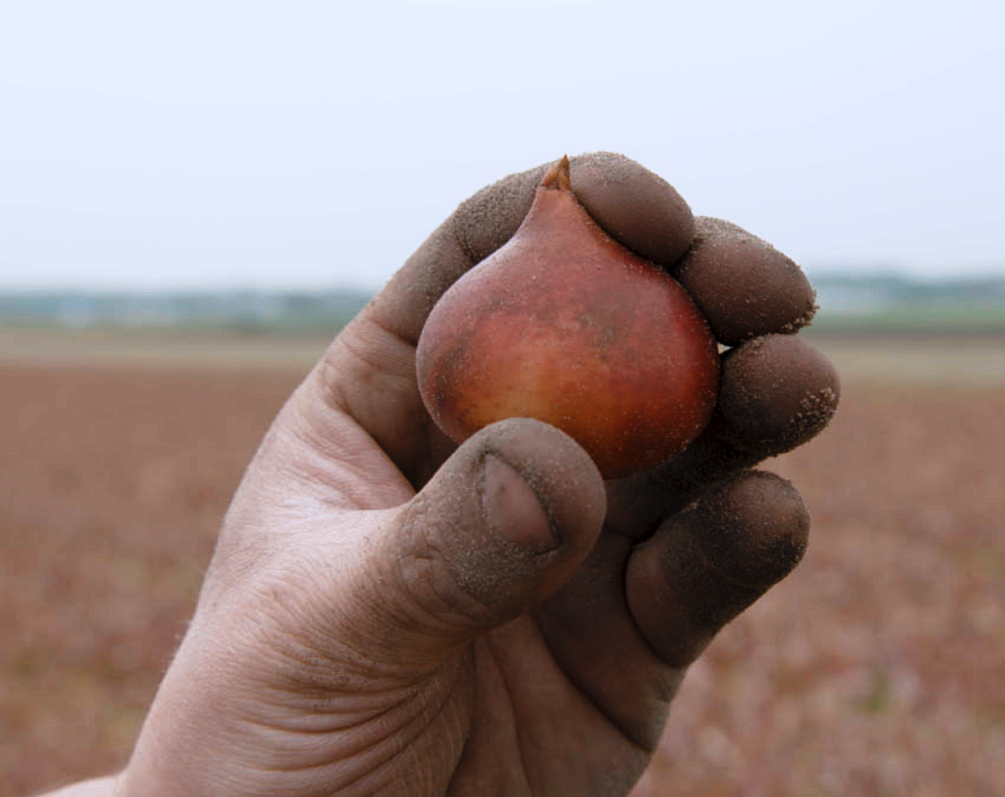 Products - De Ree Holland