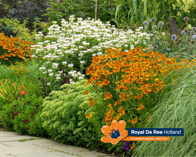 Products - De Ree Holland