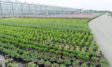 Products - De Ree Holland