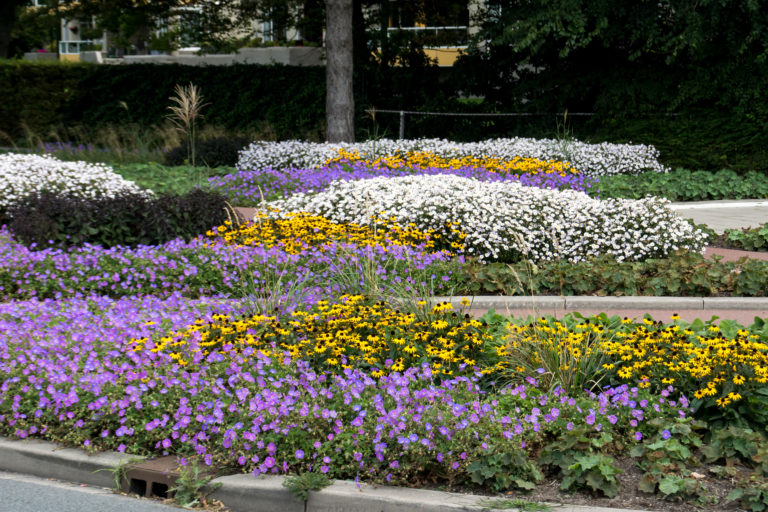 Perennial - De Ree Holland