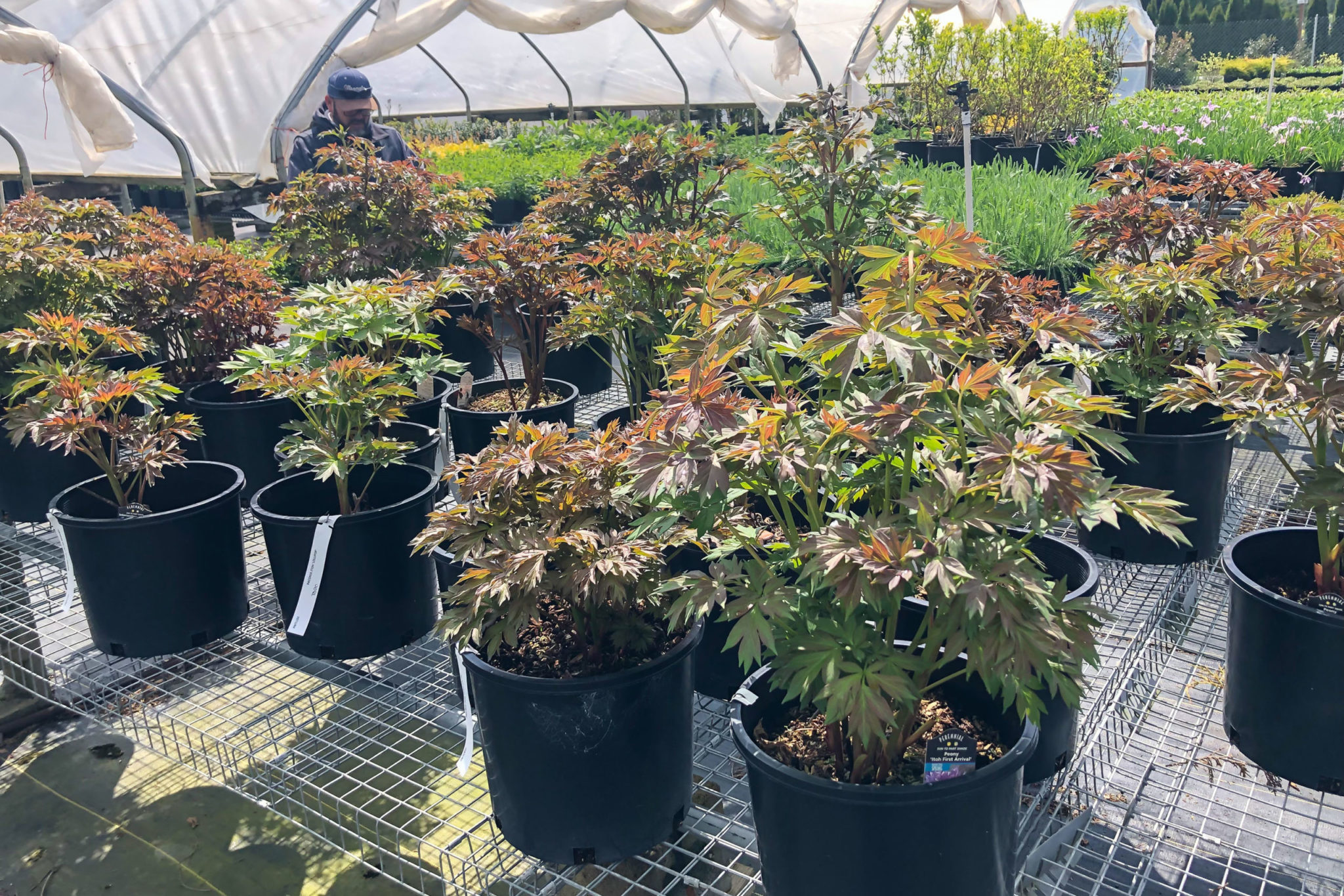 Perennial - De Ree Holland