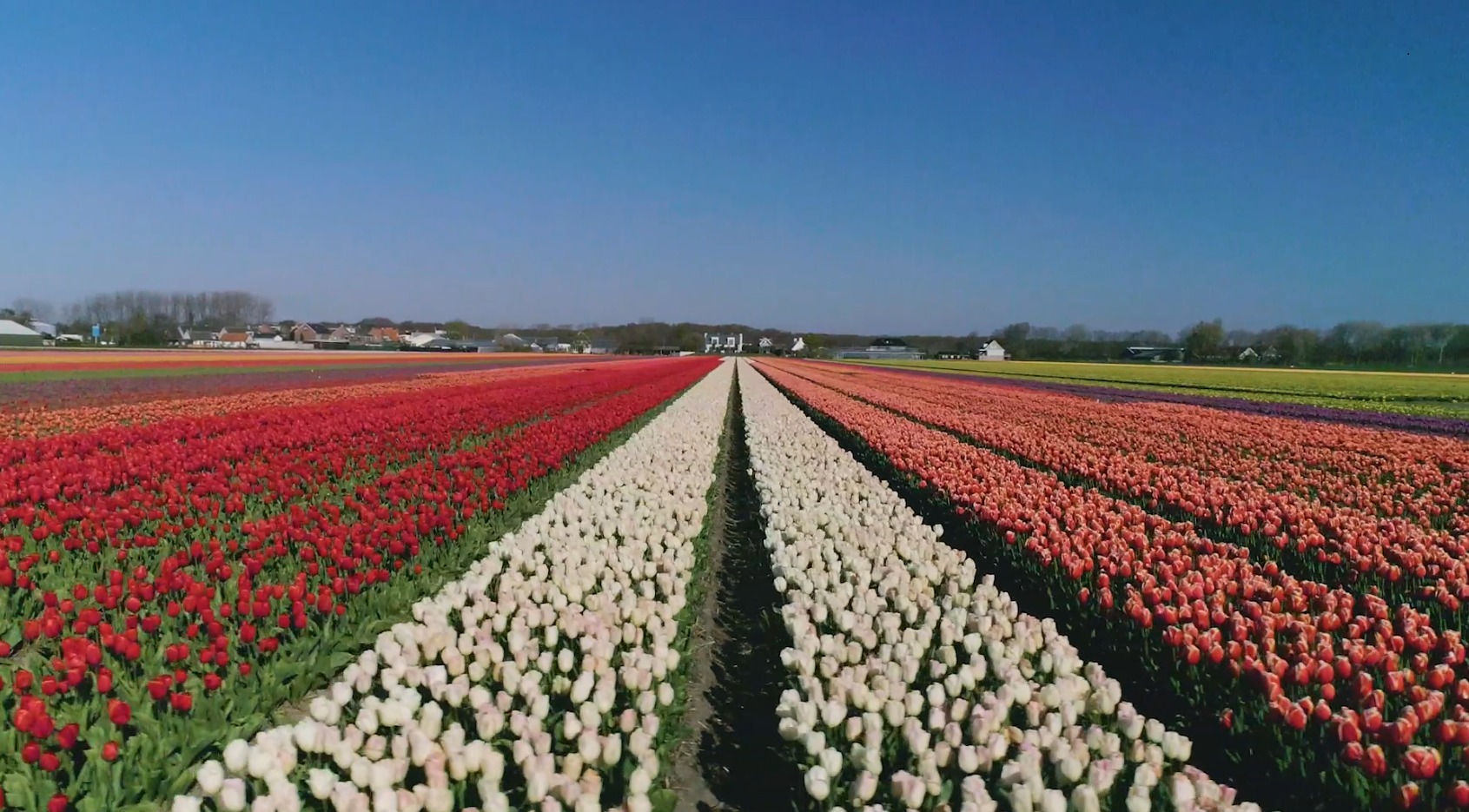 Royal De Ree Holland - Blooming Business - Since 1919
